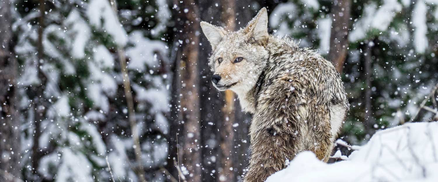 JS-full-wolf | The Bold Thing with Jenn Shull